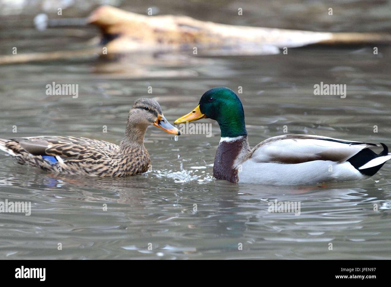Mallards in the water Stock Photo - Alamy