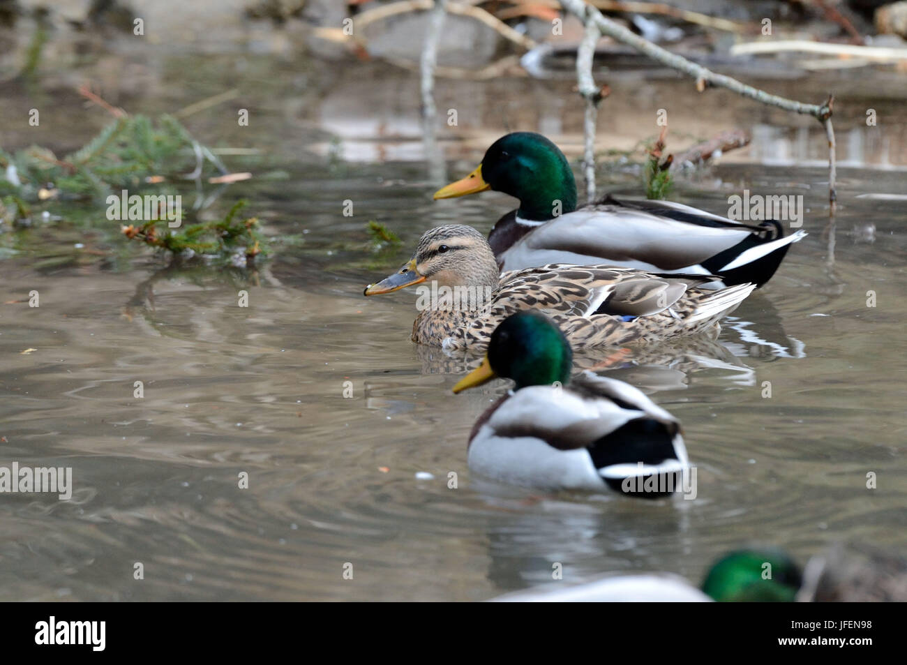 Reihzeit hi-res stock photography and images - Alamy