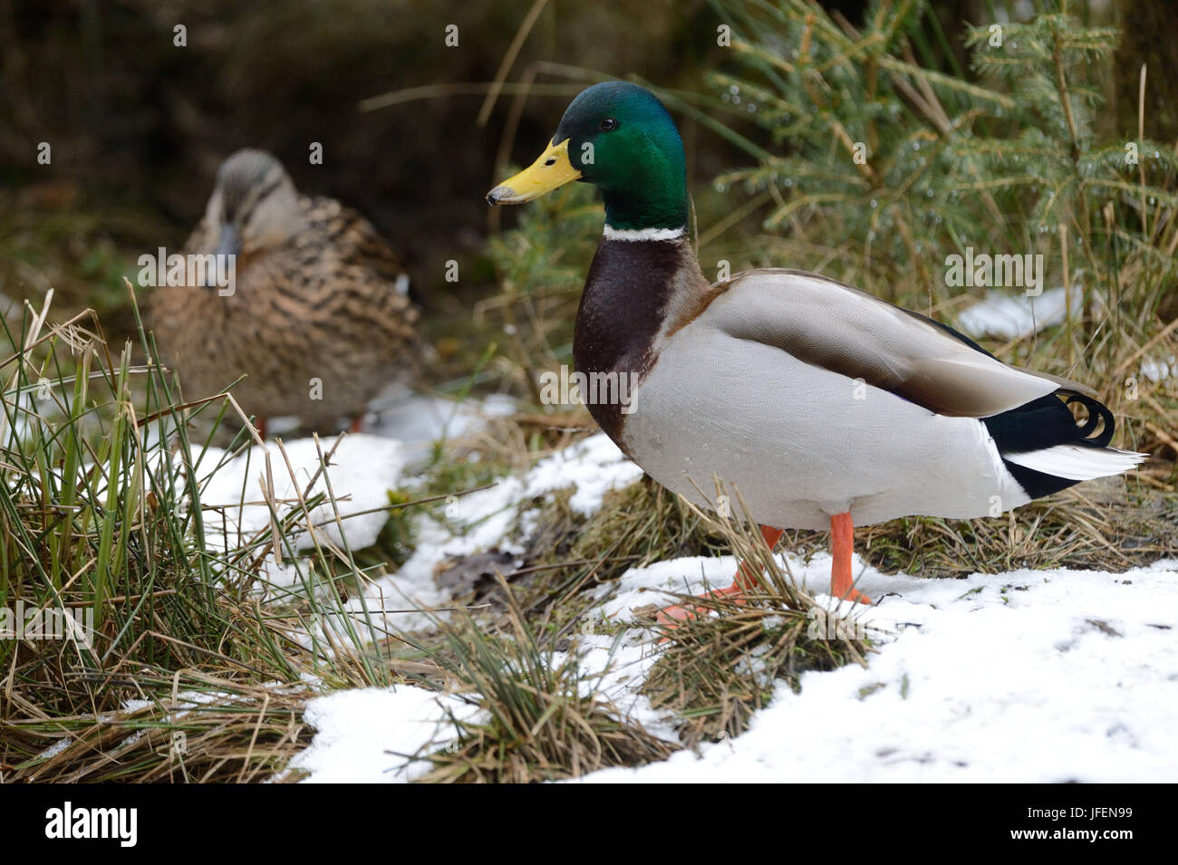 Mallards, couple, snow Stock Photo - Alamy