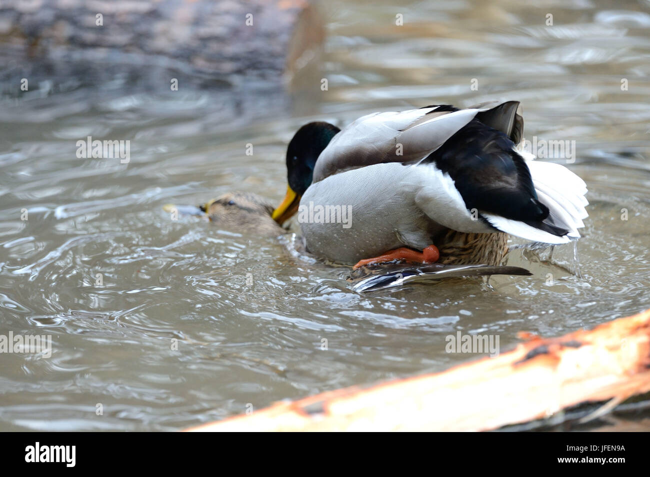 Mallards, mating in the water Stock Photo - Alamy