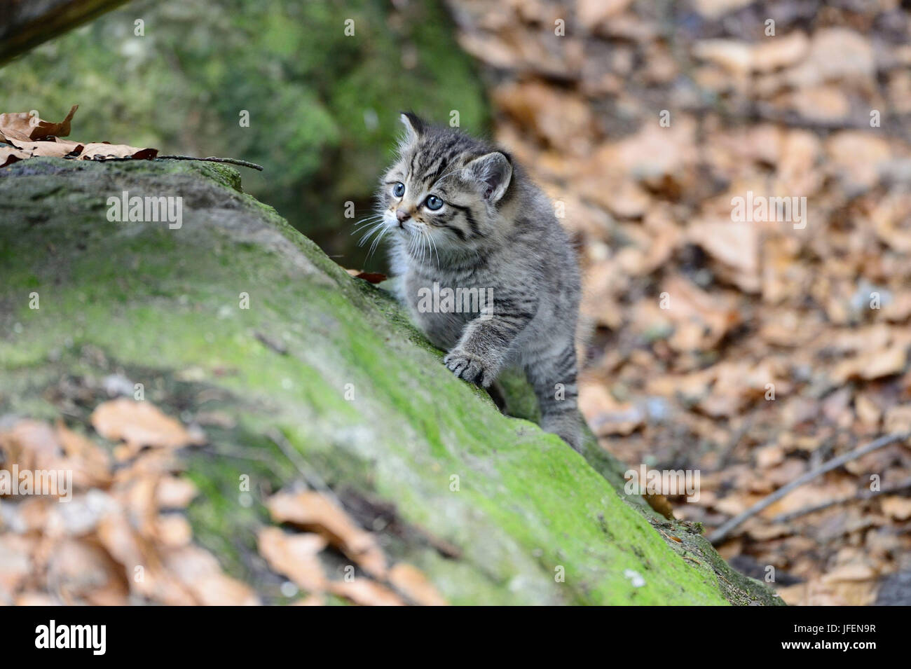 Wildcat, young animal Stock Photo - Alamy