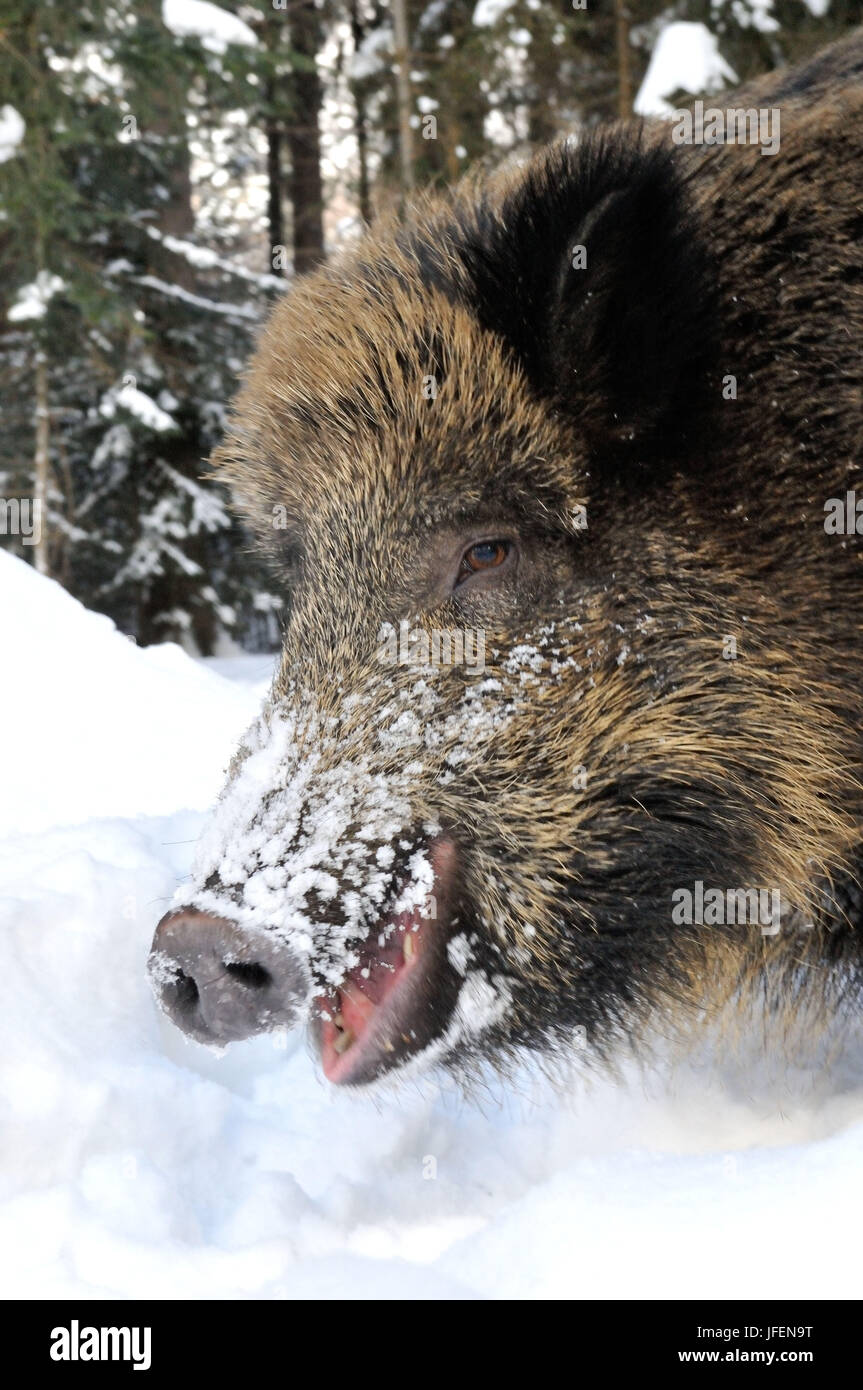 Wild boar in the snow Stock Photo - Alamy