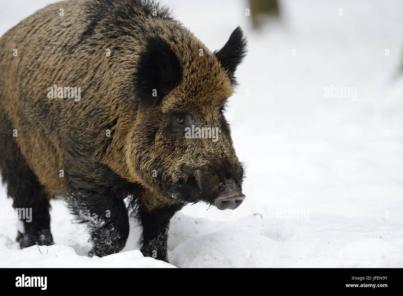 Wild boar, winter Stock Photo - Alamy