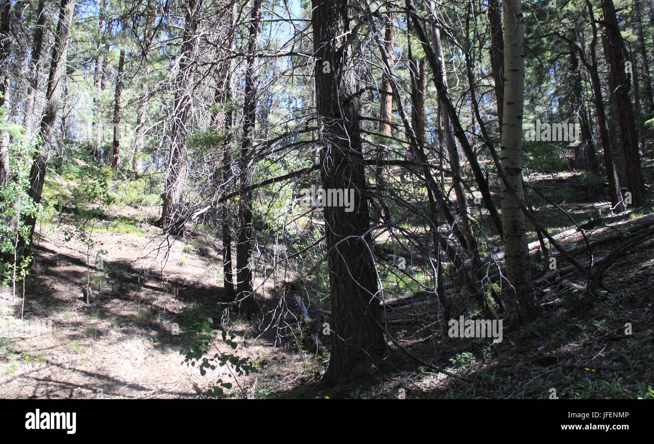Thick wooded area hi-res stock photography and images - Alamy