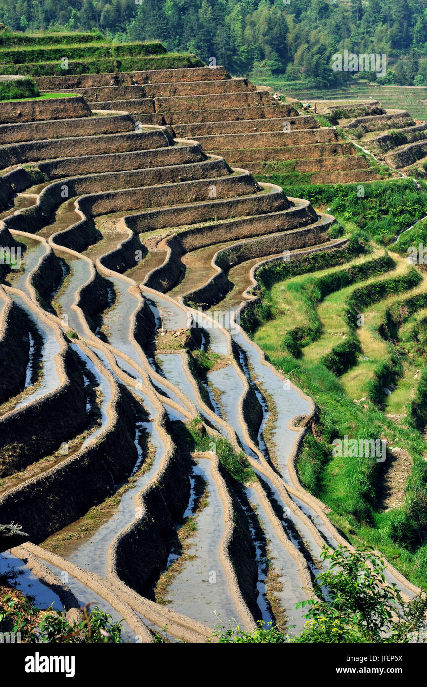 China, Guangxi Province, rice terraces at Longji around Longsheng Stock ...