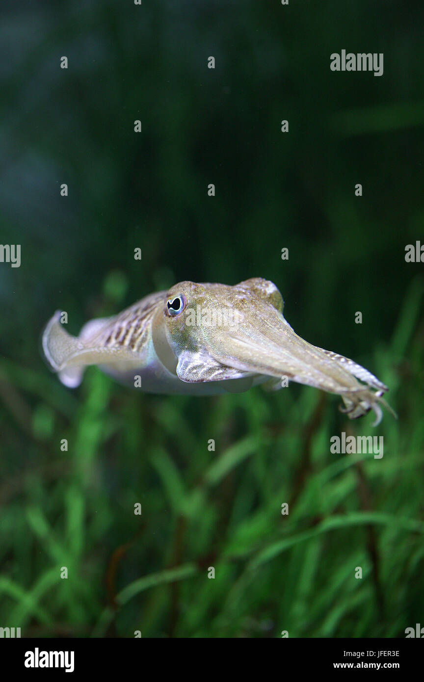 Cuttlefish, sepia sp Stock Photo - Alamy