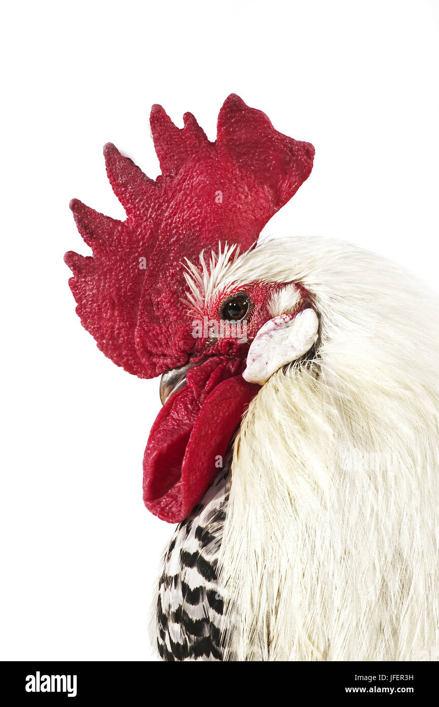 Brakel or Braekel Domestic Chicken, a Belgian Breed, Cock against White ...