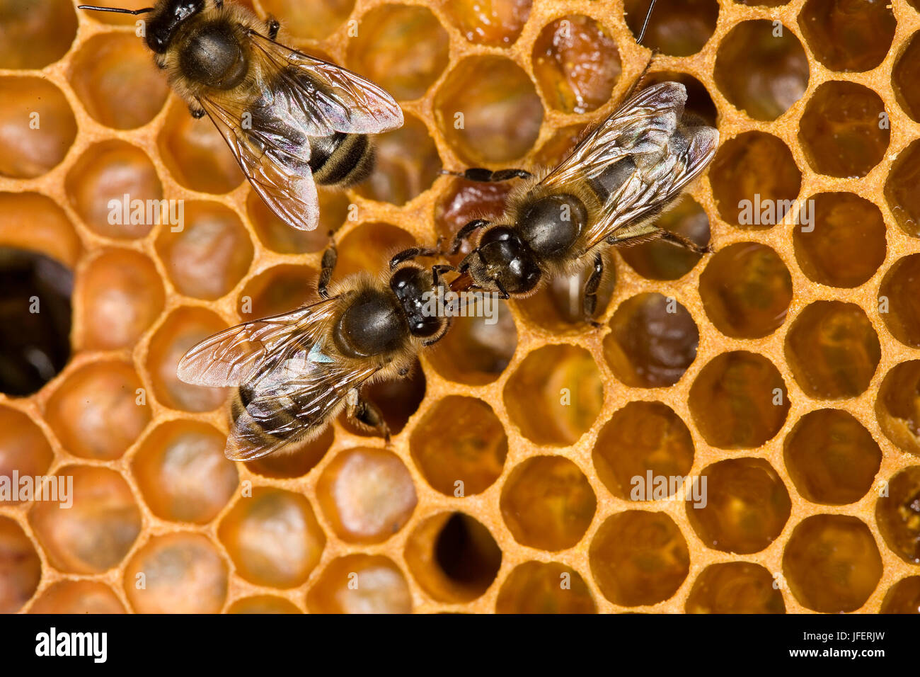 Honeybee larvae hi-res stock photography and images - Alamy