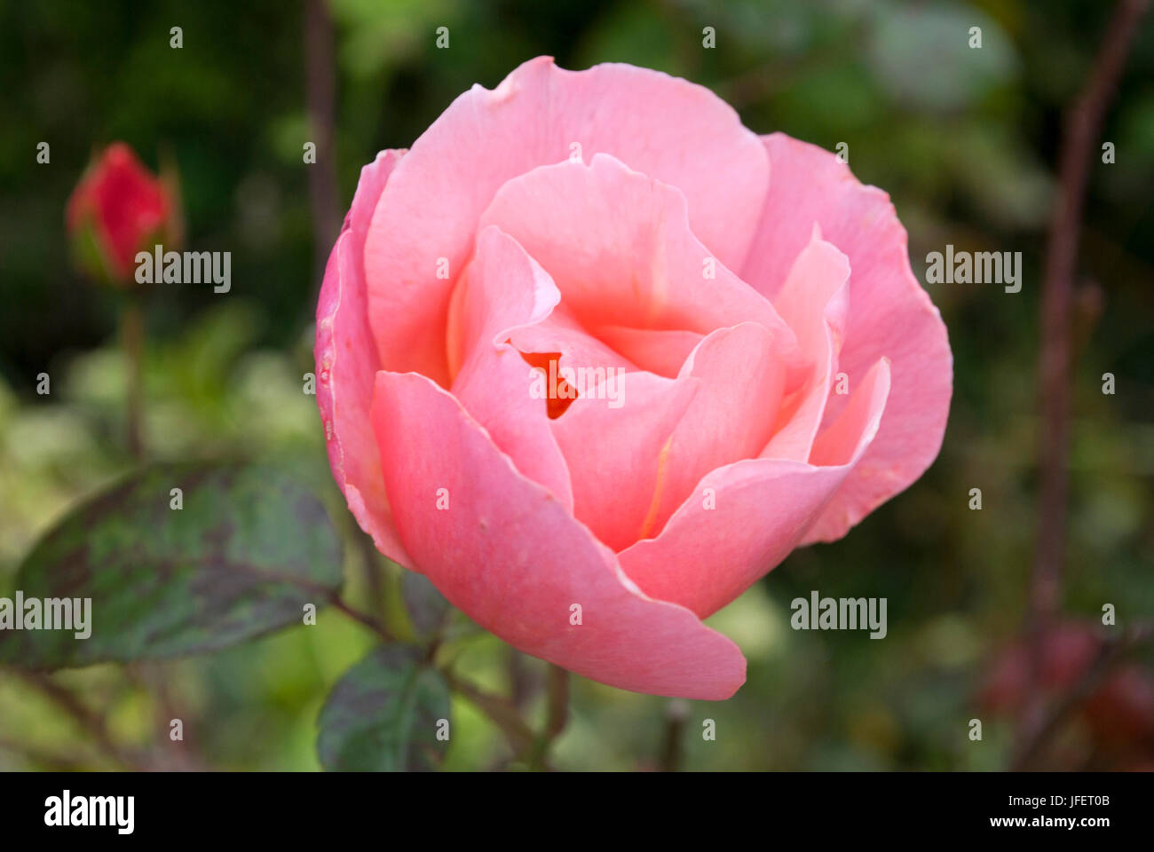 Pink rose in garden Stock Photo - Alamy