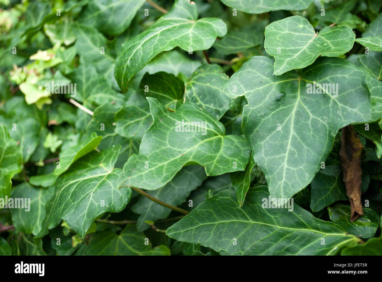 Green ivy leaves Stock Photo - Alamy