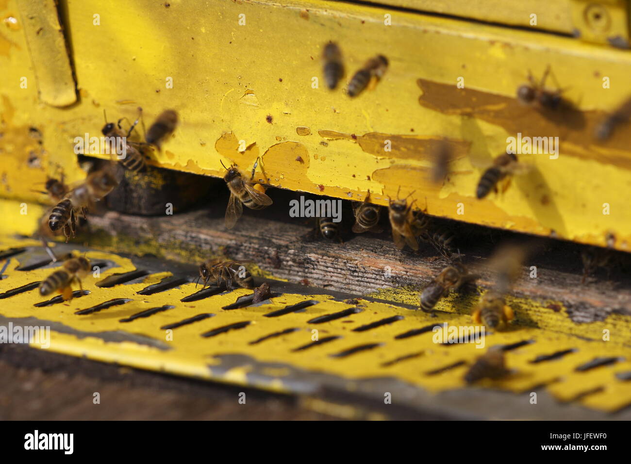 German bees hi-res stock photography and images - Alamy