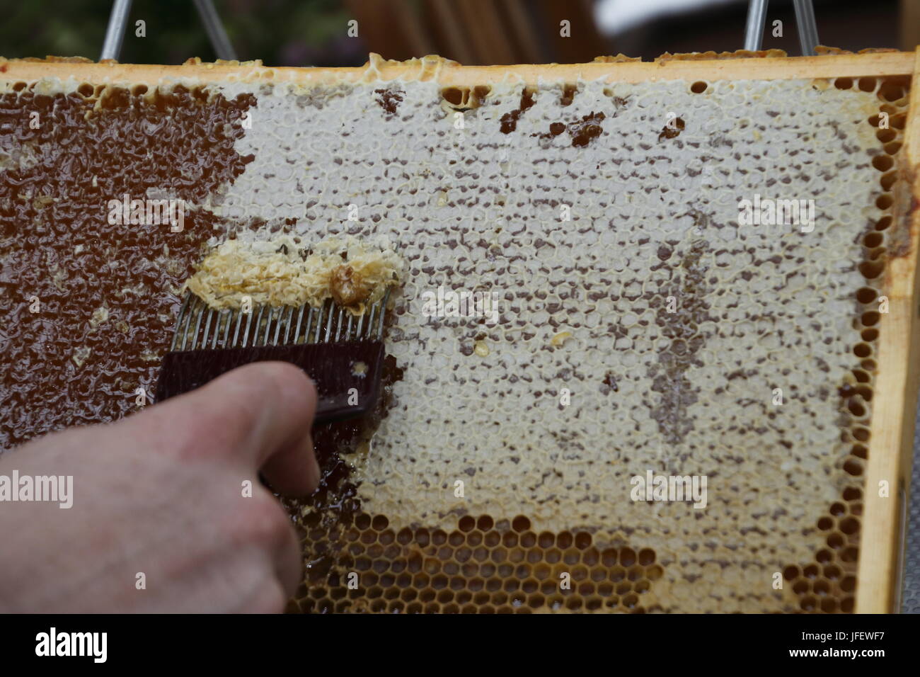 Removing the caps of a honeycomb Stock Photo - Alamy