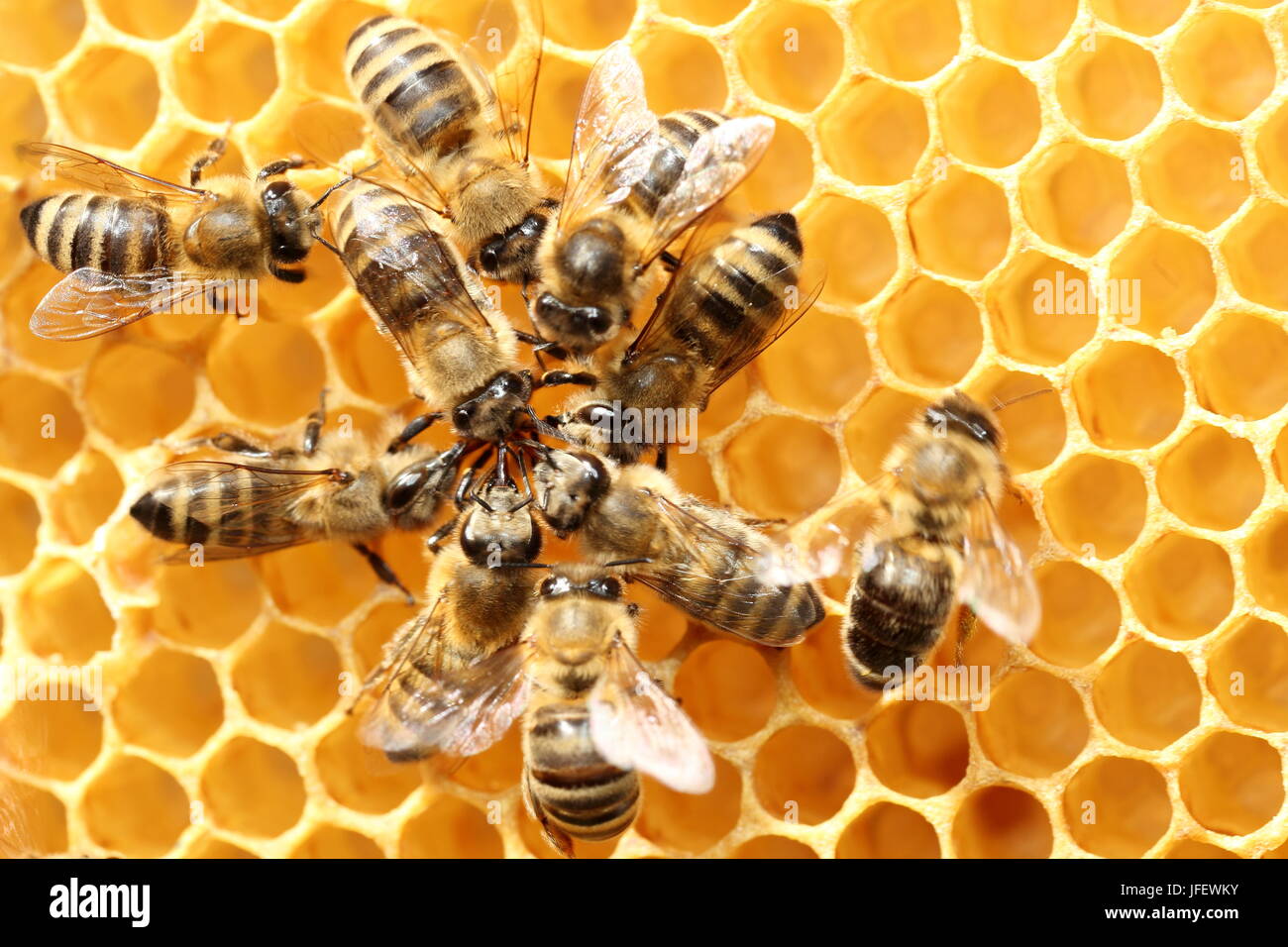 dancing bees in a circle Stock Photo - Alamy