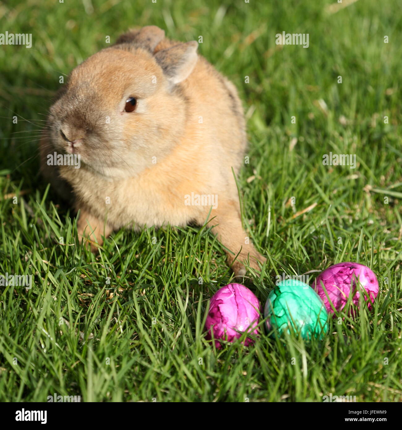 easter bunny with eggs Stock Photo - Alamy