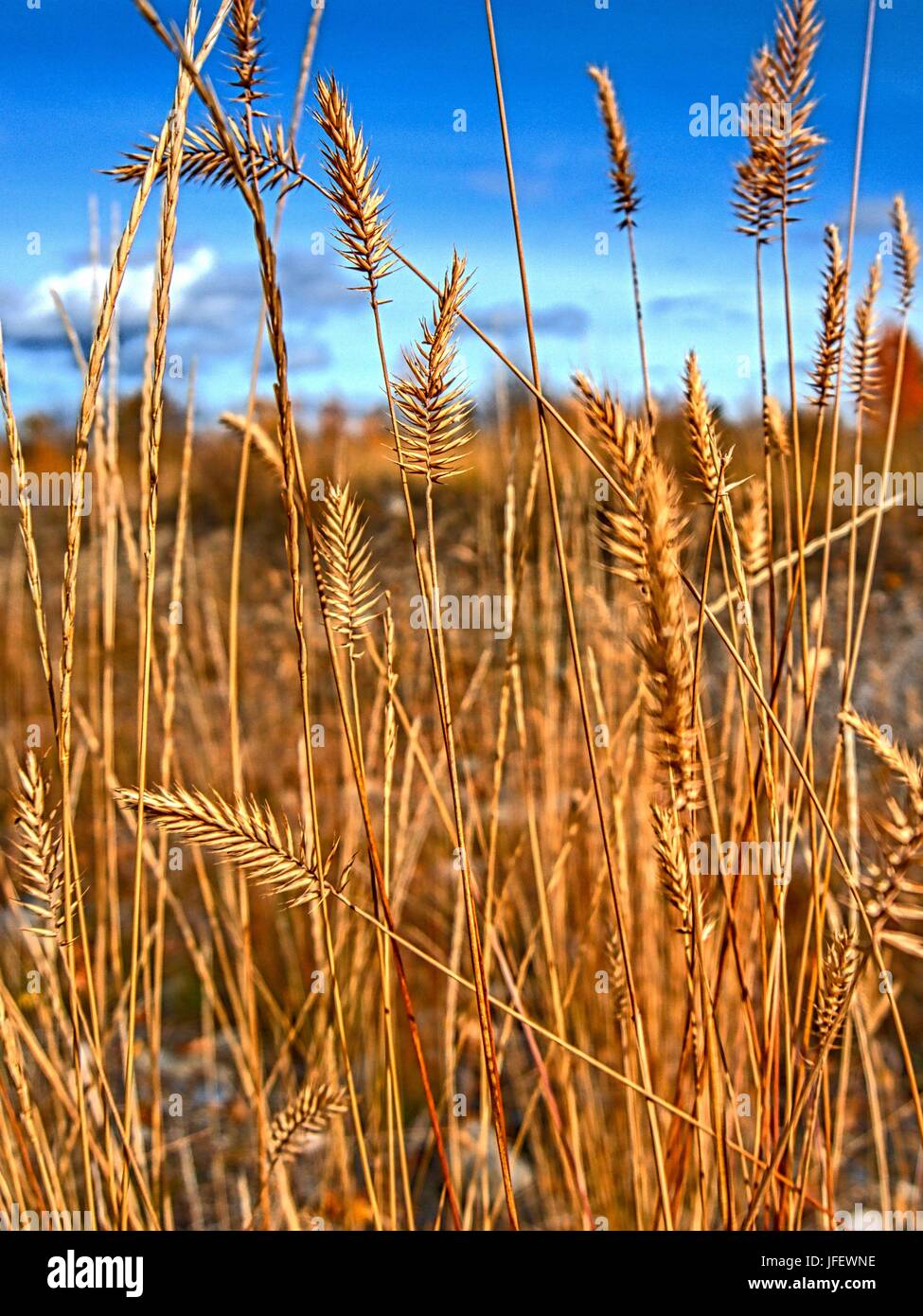 Wheat grains fall hi-res stock photography and images - Alamy