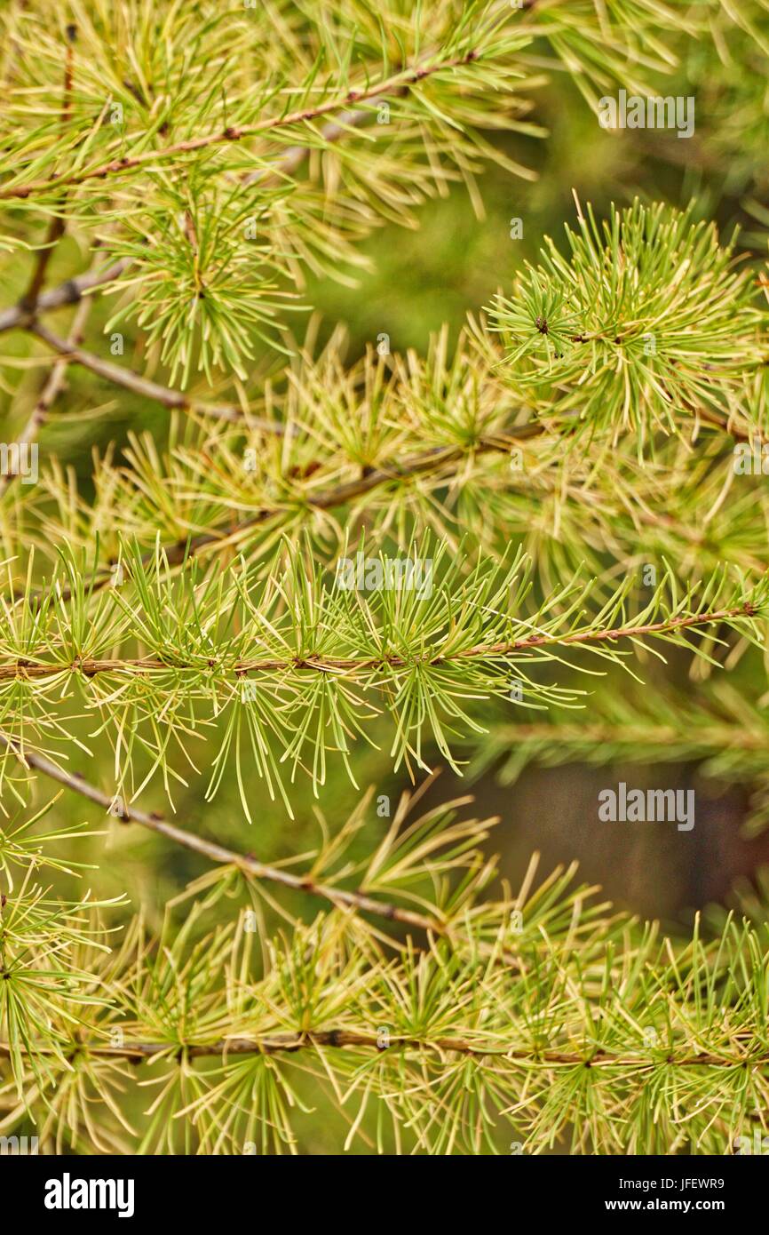 Close up of Yellow needles on a larch tree Stock Photo - Alamy