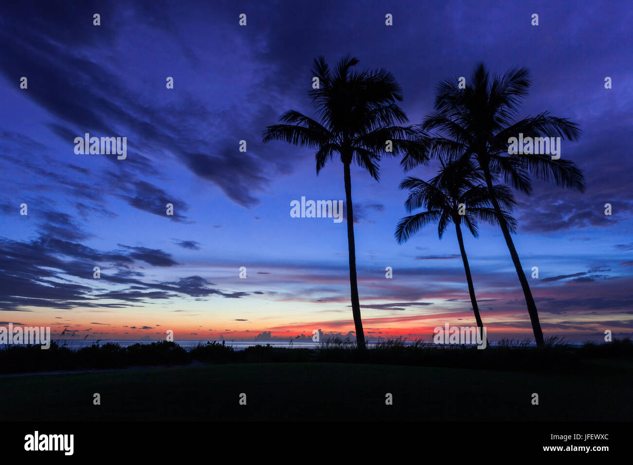 Florida tropical palm trees hi-res stock photography and images - Alamy