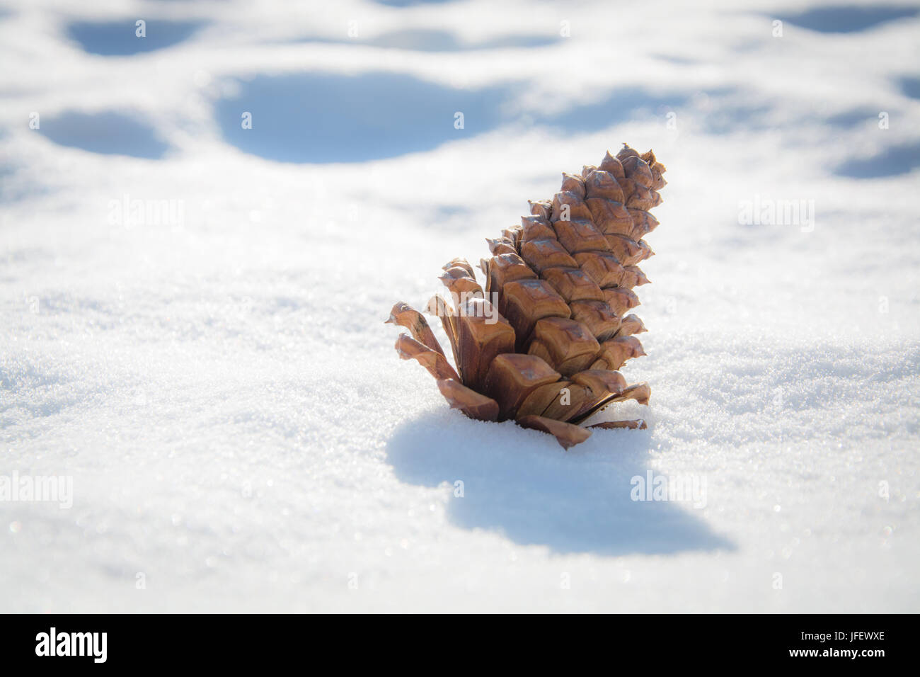 Pine cone snow hi-res stock photography and images - Alamy