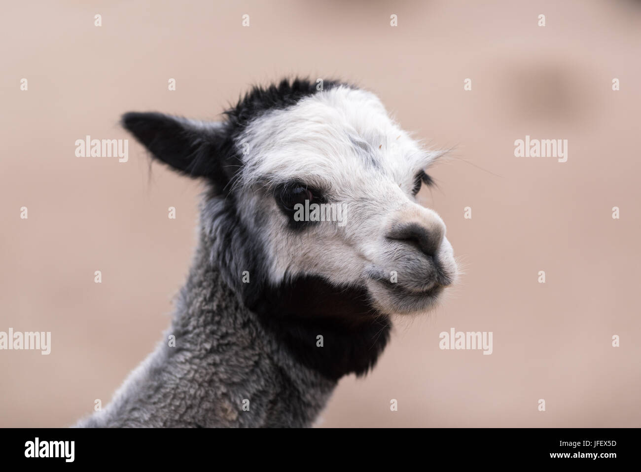 Form kamelform hi-res stock photography and images - Alamy