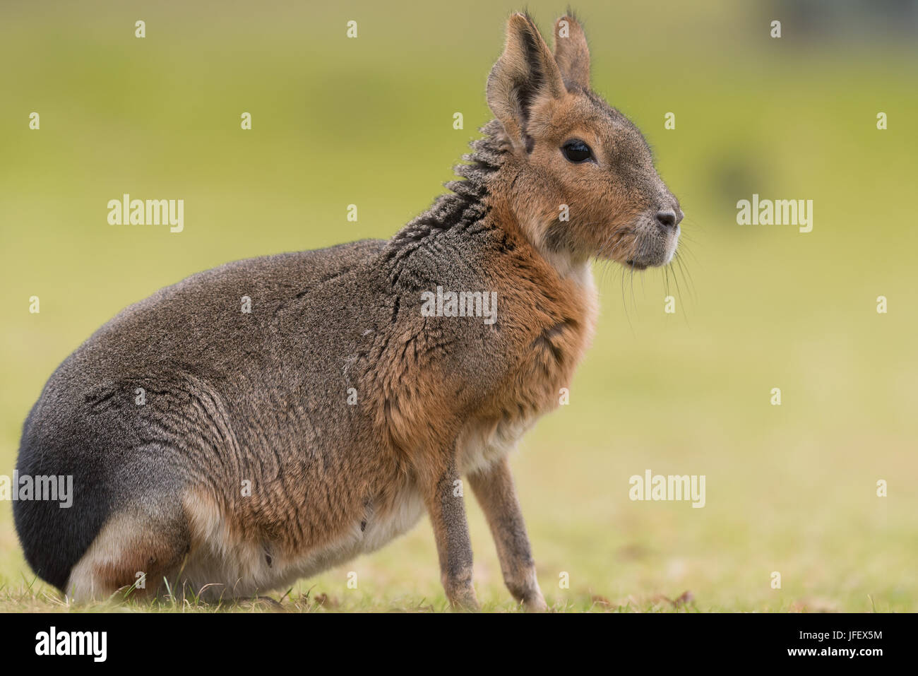 Pampas hares hi-res stock photography and images - Alamy