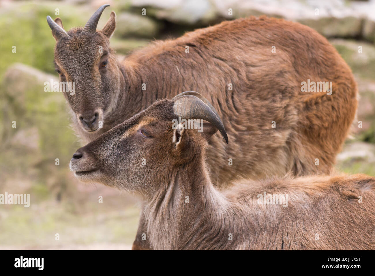 Himalayan tahr hi-res stock photography and images - Alamy