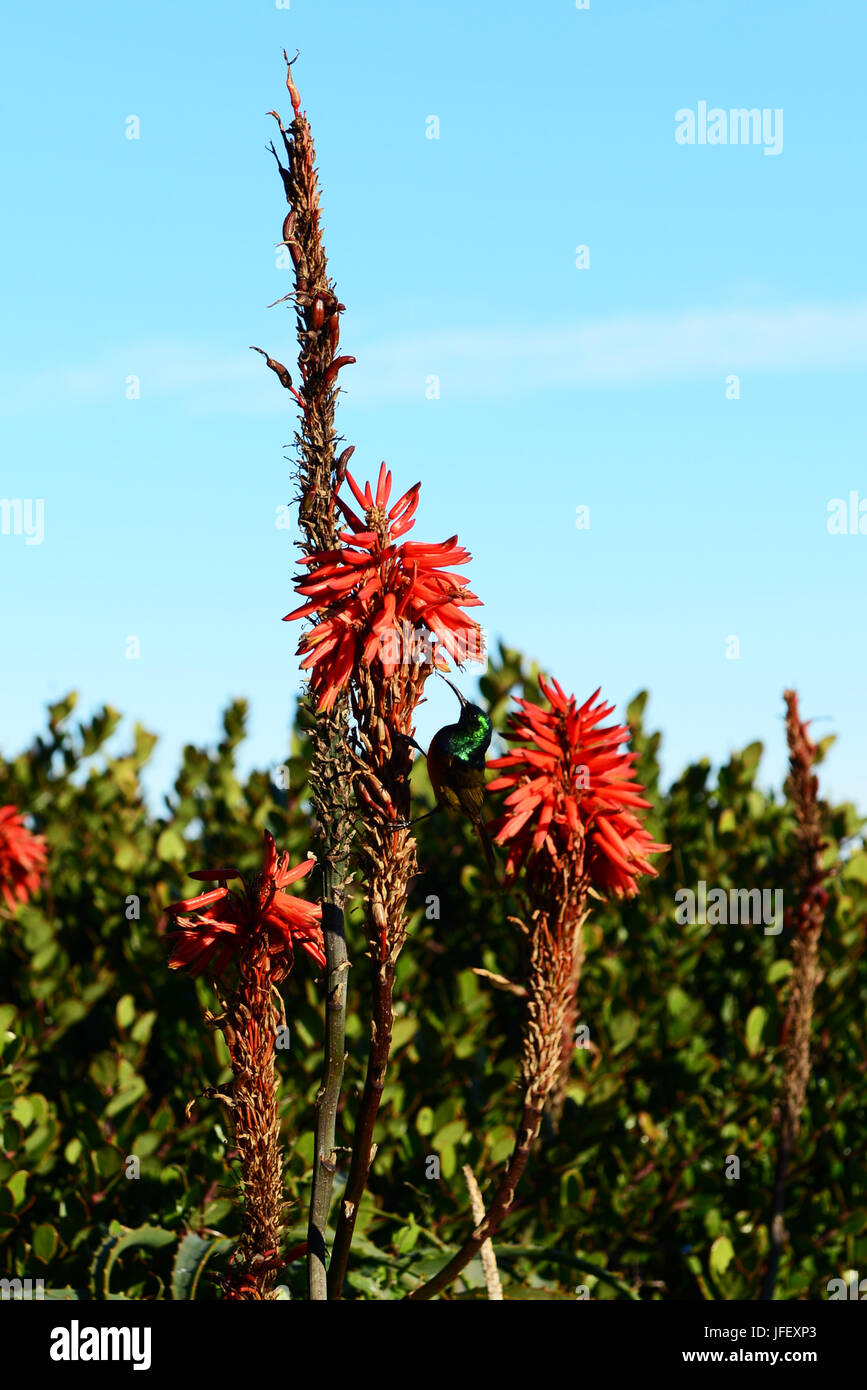 Cape Town Flowers Stock Photo - Alamy