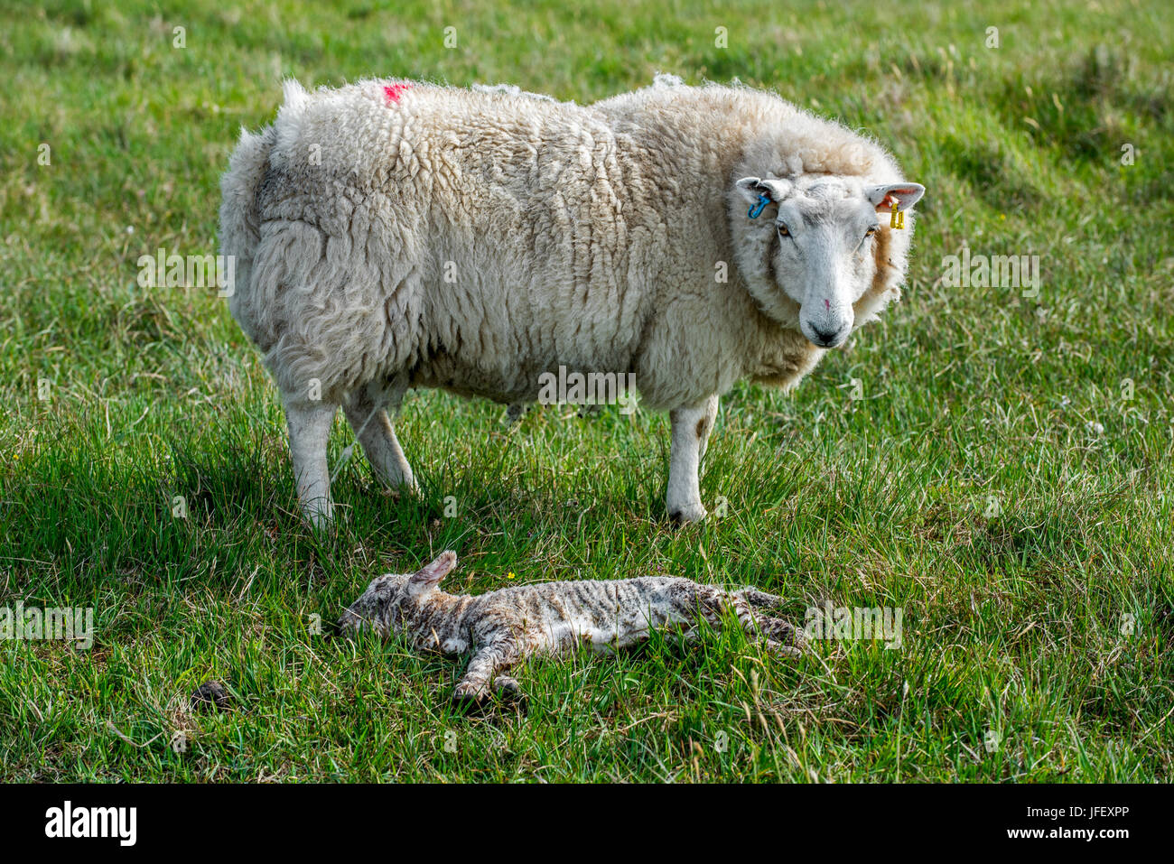 White sheep, ewe guarding dead lamb in meadow in spring Stock Photo - Alamy