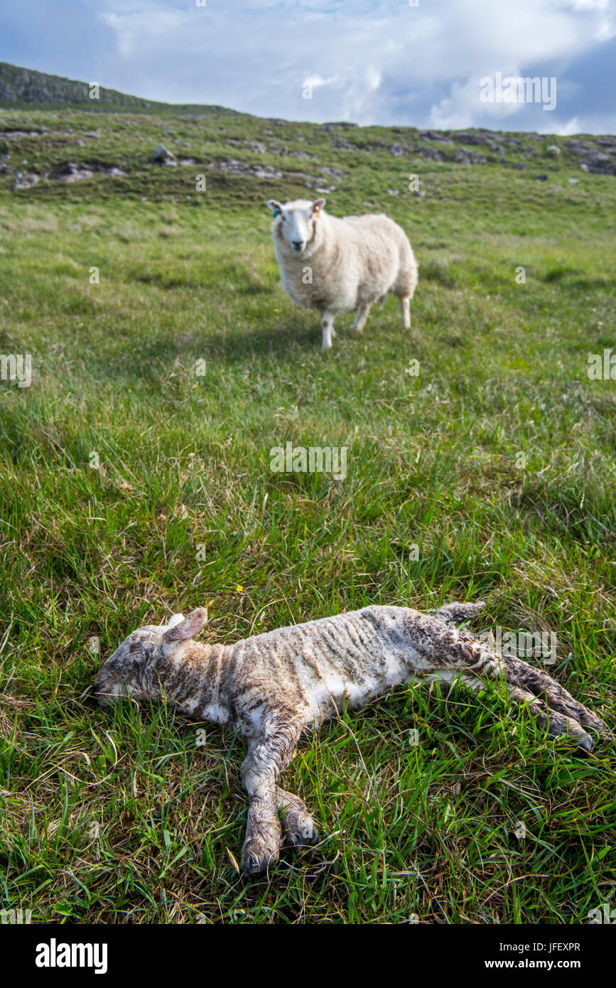 Dead lamb hi-res stock photography and images - Alamy