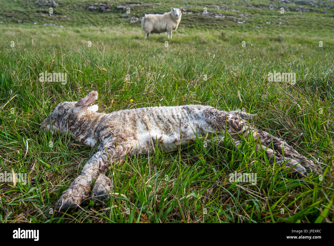 White sheep, ewe with dead lamb in meadow in spring Stock Photo - Alamy