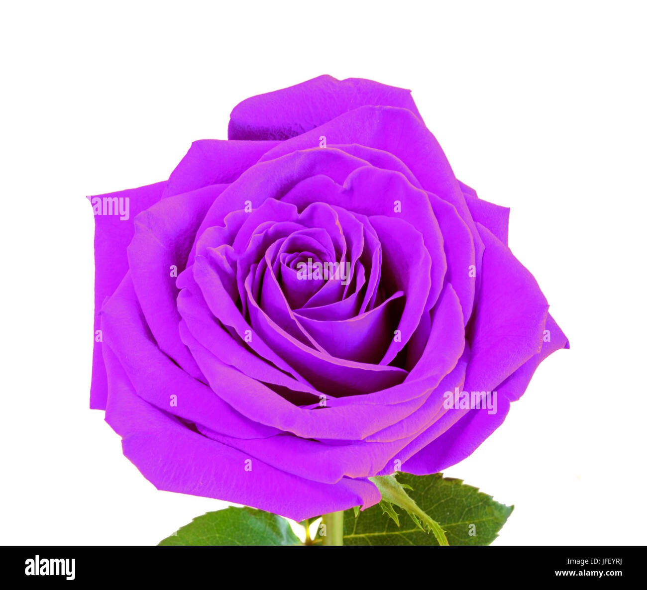 Violet rose flower, green leaves, close up, isolated on white ...