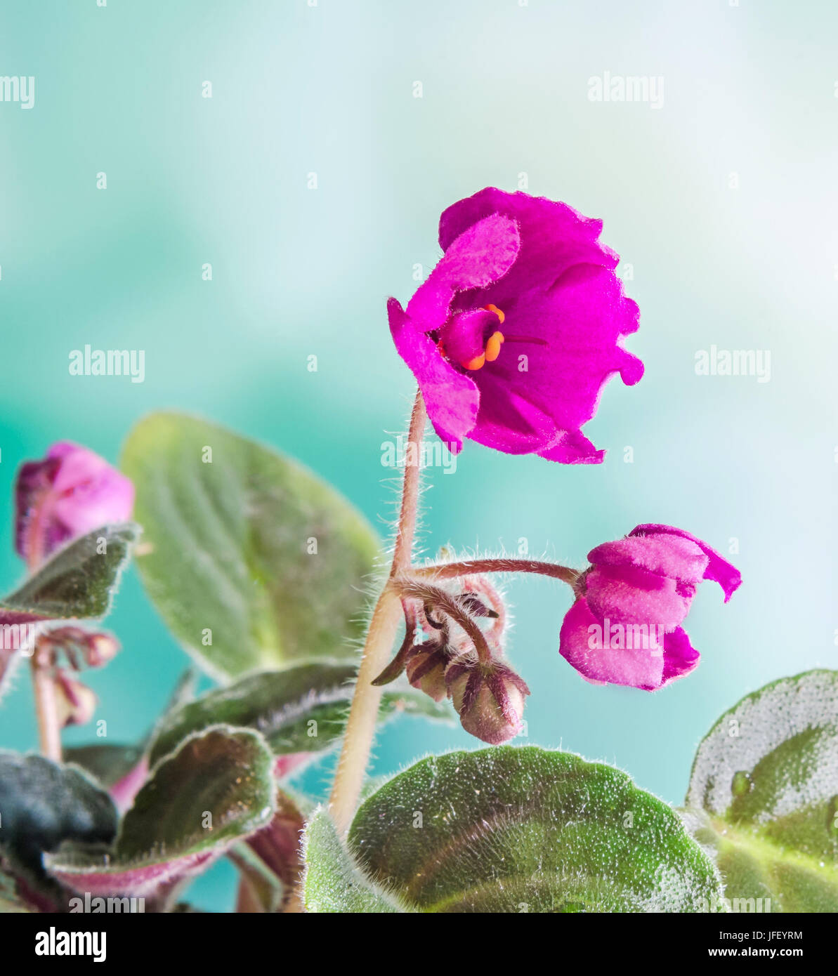 Violet Saintpaulias flowers, commonly known as African violets, Parma ...