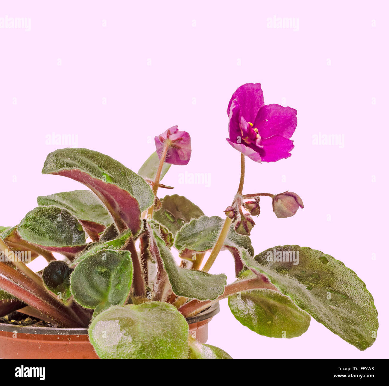 Violet Saintpaulias flowers, commonly known as African violets, Parma ...