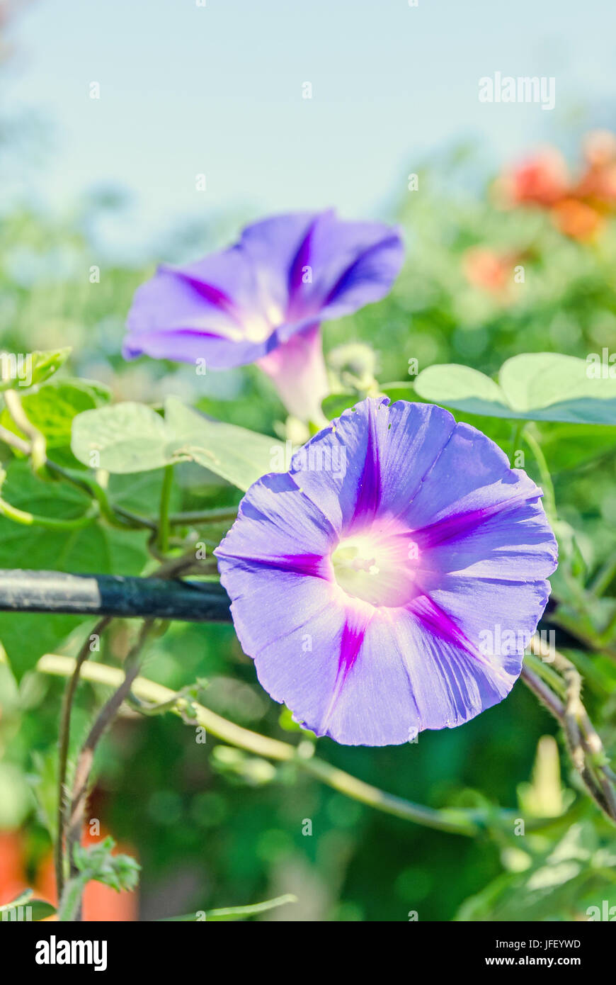 Ipomoea purpurea mauve flower, the purple, tall, or common morning ...