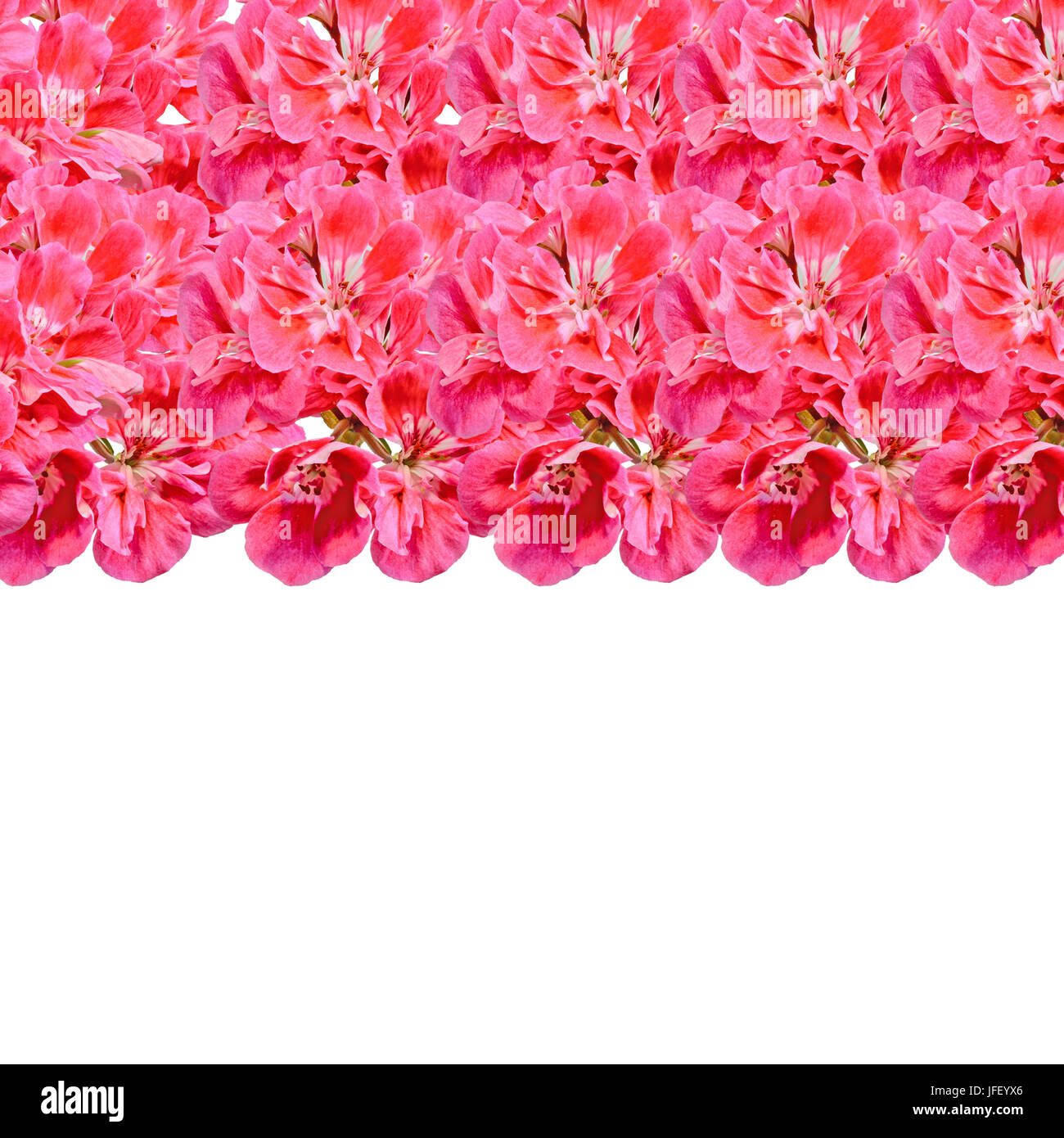 Red Pelargonium, Geraniums flowers, close up, frame background Stock ...