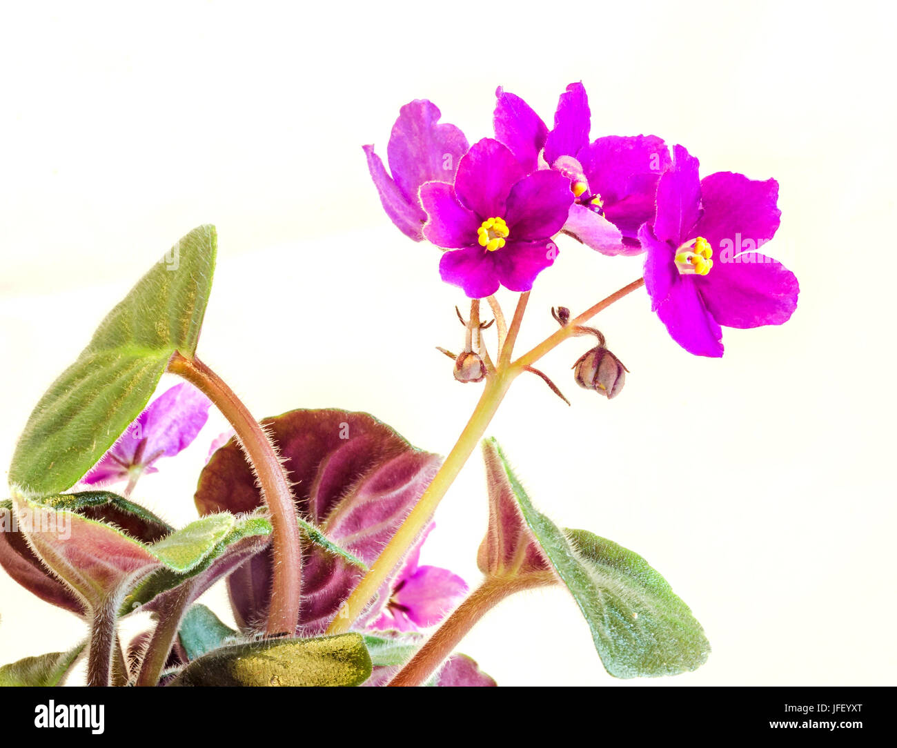 Parma Violets Stock Photos & Parma Violets Stock Images - Alamy