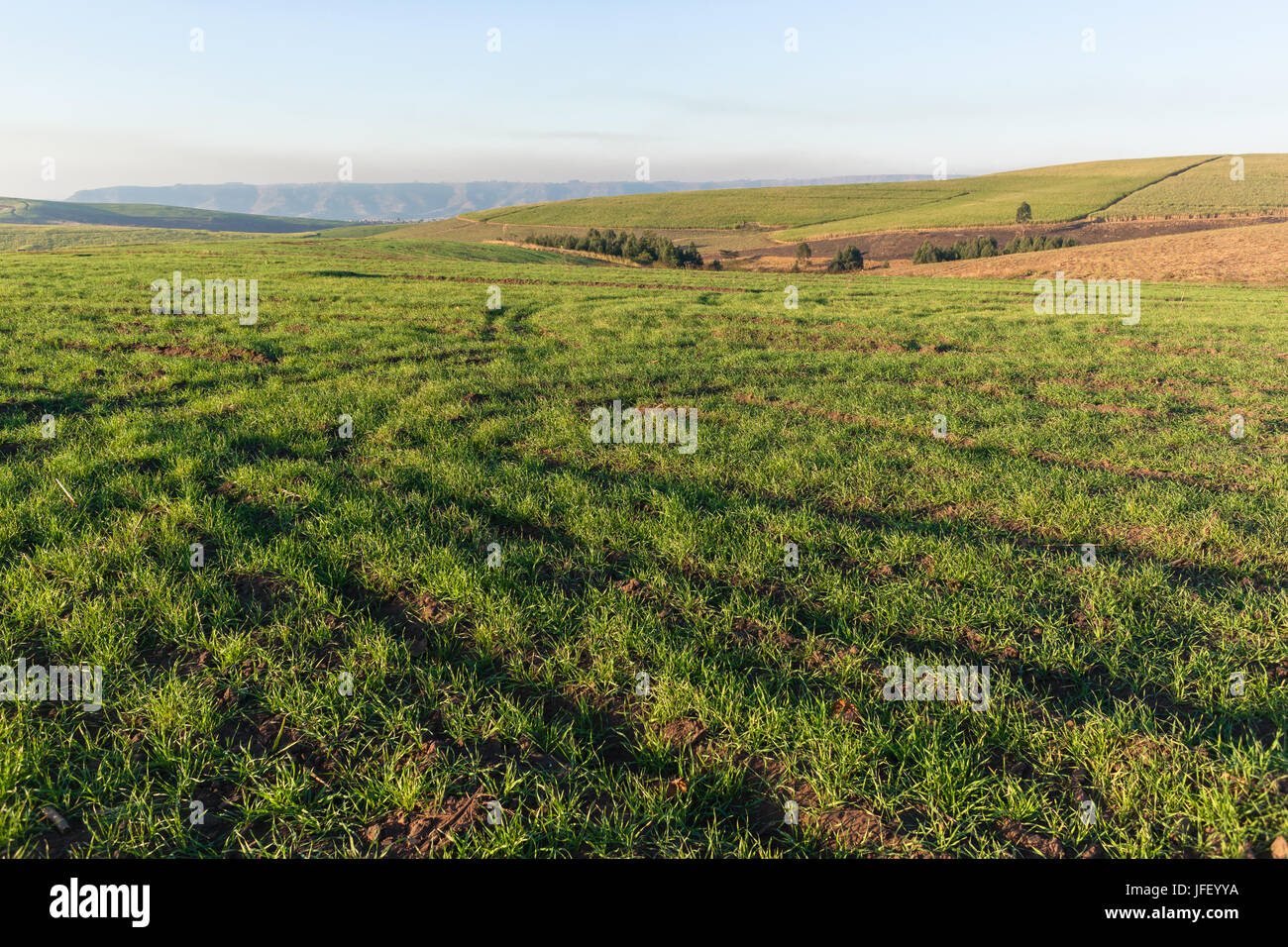 Farming countryside new planted grass fields with sugarcane crops in ...