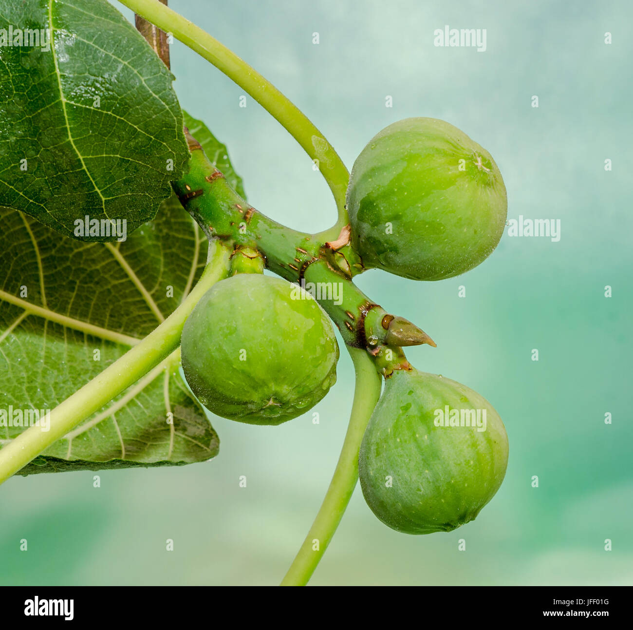 Known as the common fig or just the fig hi-res stock photography and ...