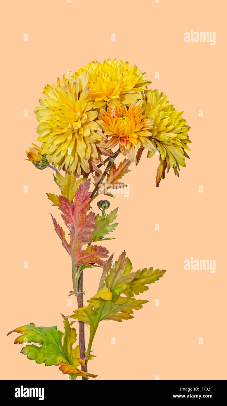 Yellow, orange Chrysanthemum flowers, mums or chrysanths, genus ...