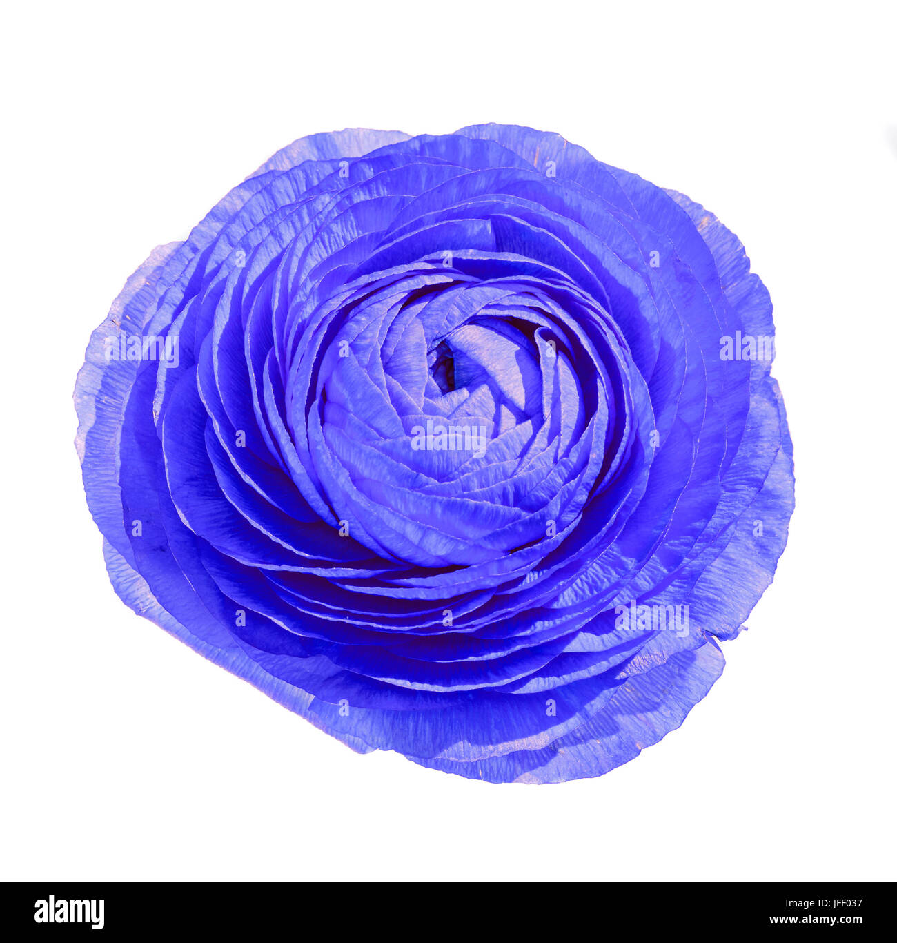 Blue Ranunculus flower, Ranunculaceae family. Genus include the ...