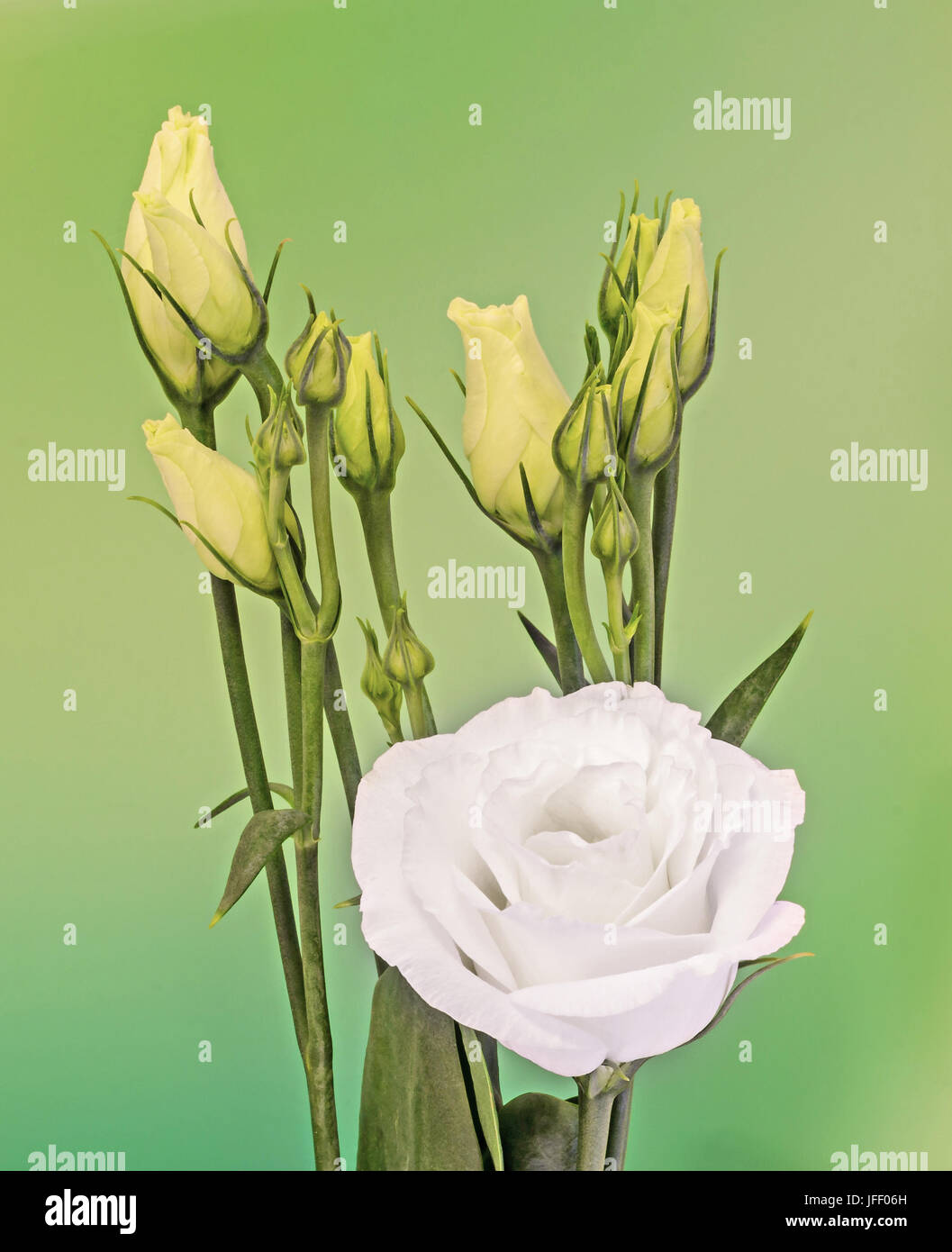 White Eustoma, Lisianthus flowers, yellow buds, family Gentianaceae ...