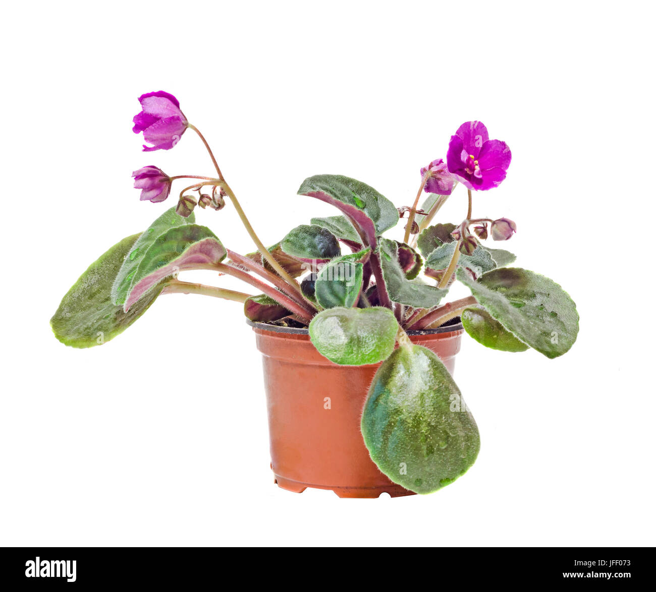 Violet Saintpaulias flowers, commonly known as African violets, Parma ...