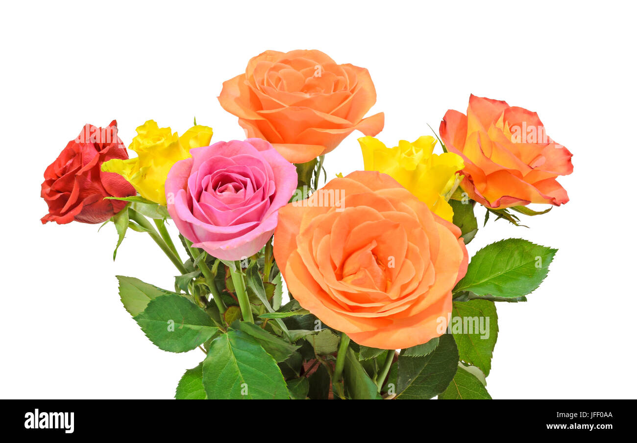 Vibrant colored (red, yellow, orange, white) roses flowers in a colored ...
