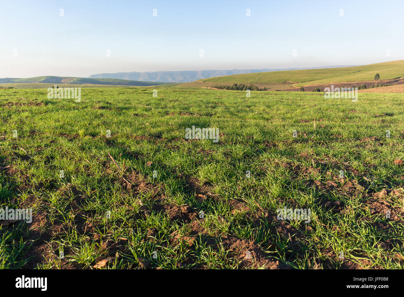Farming countryside new planted grass fields with sugarcane crops in ...