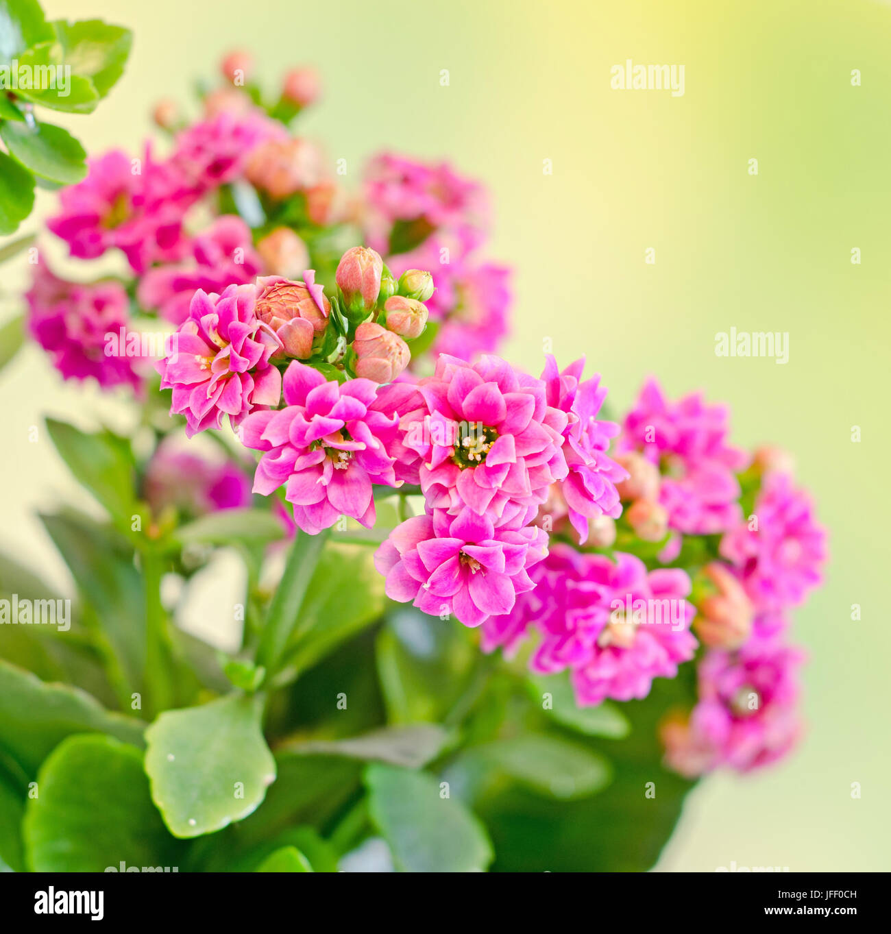 Pink Calandiva flowers, Kalanchoe, family Crassulaceae, close up, bokeh ...
