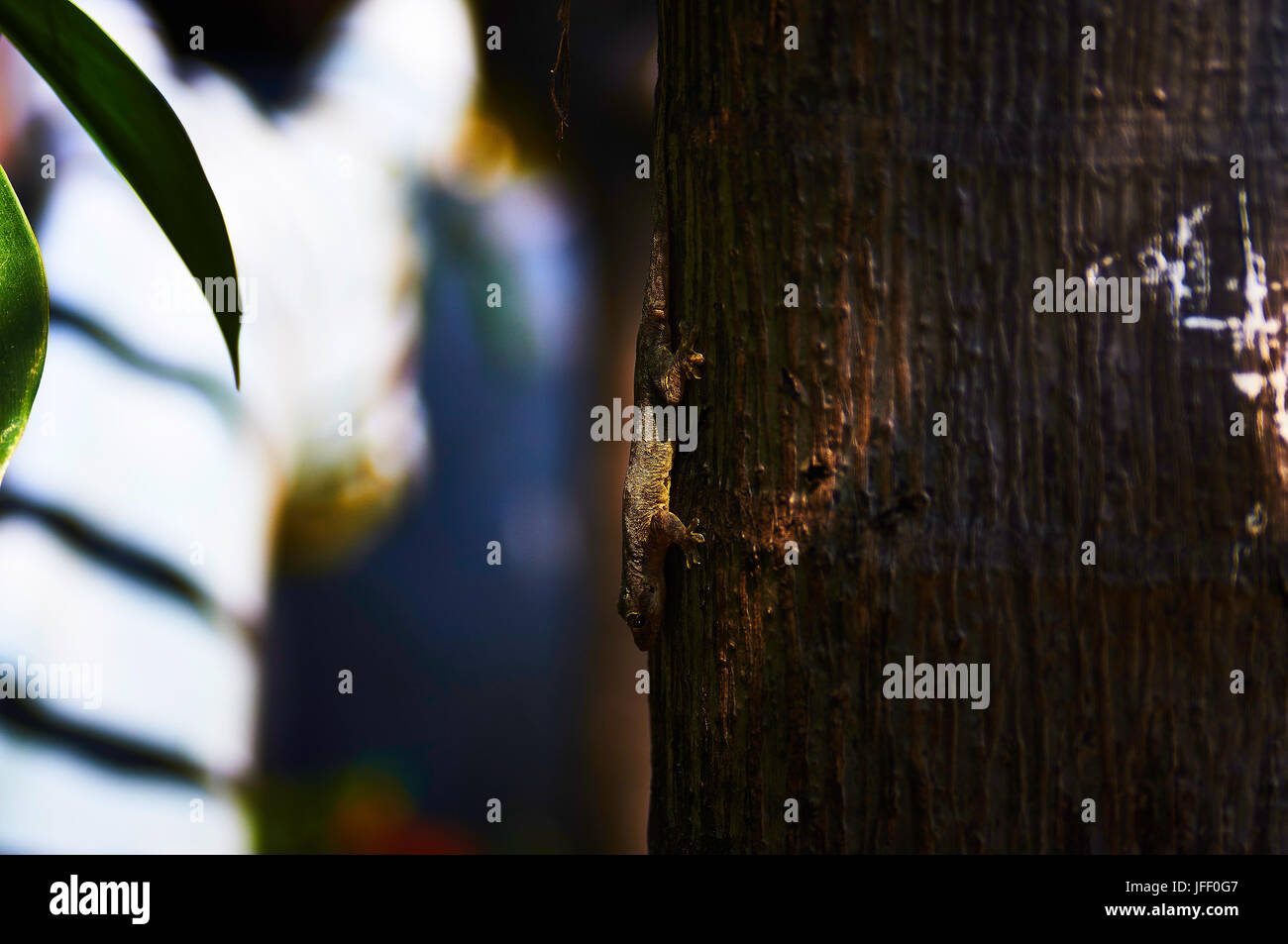 lizard shade chiang mai Stock Photo - Alamy