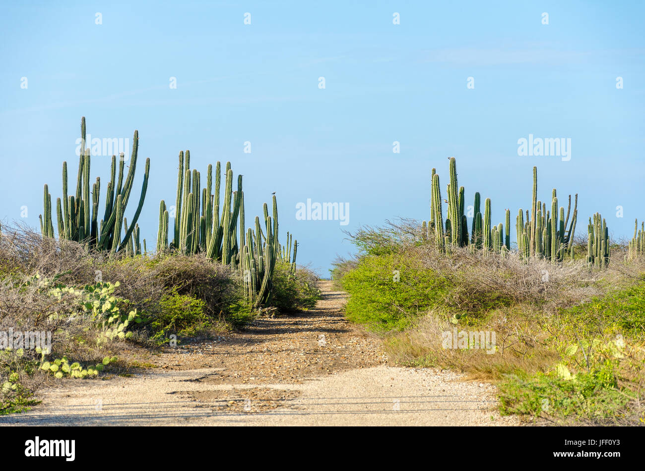 Dry and arid desert landscape in Aruba Stock Photo - Alamy