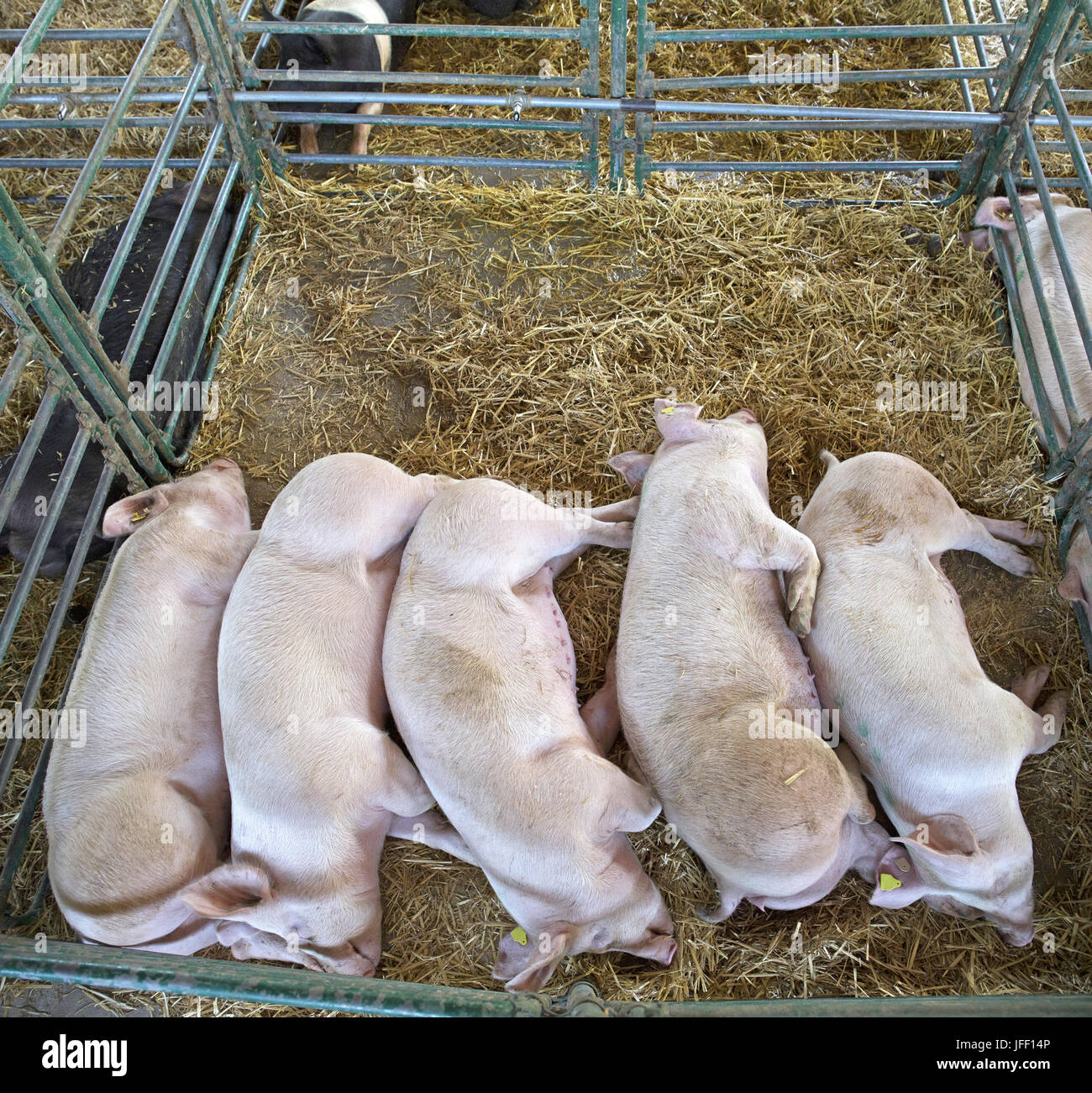 Pig cote hi-res stock photography and images - Alamy