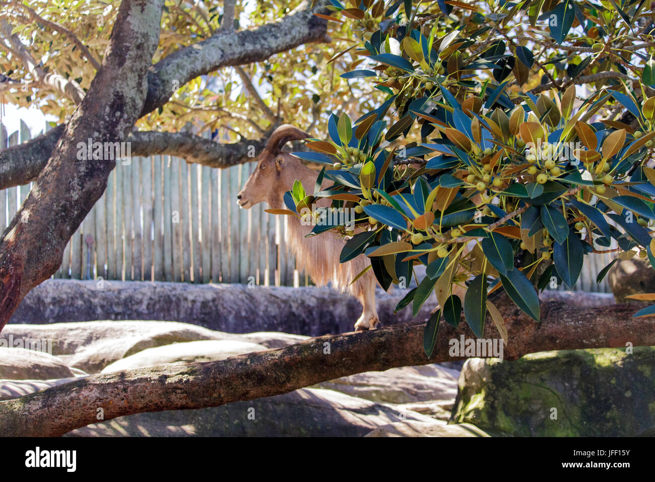 Billy goat beard horns hi-res stock photography and images - Alamy