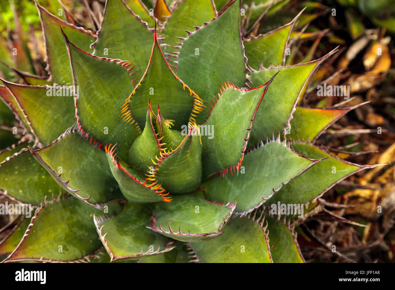 Agave shawii hi-res stock photography and images - Alamy