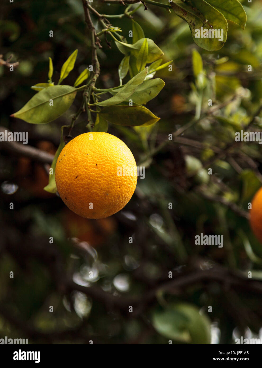 Hang from tree hi-res stock photography and images - Alamy
